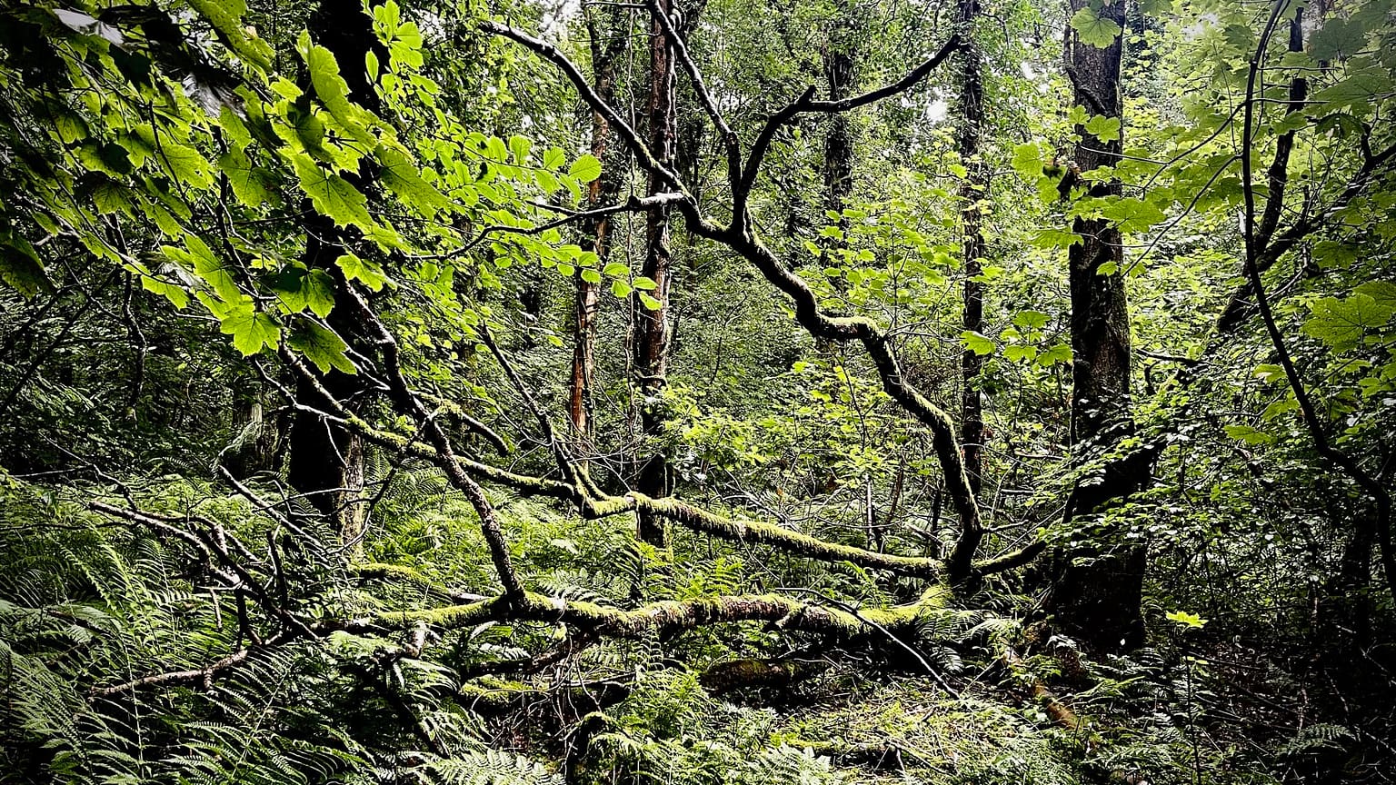 Future Forest Watching: Artist | Scientist | Forester – Online Event 7 ...